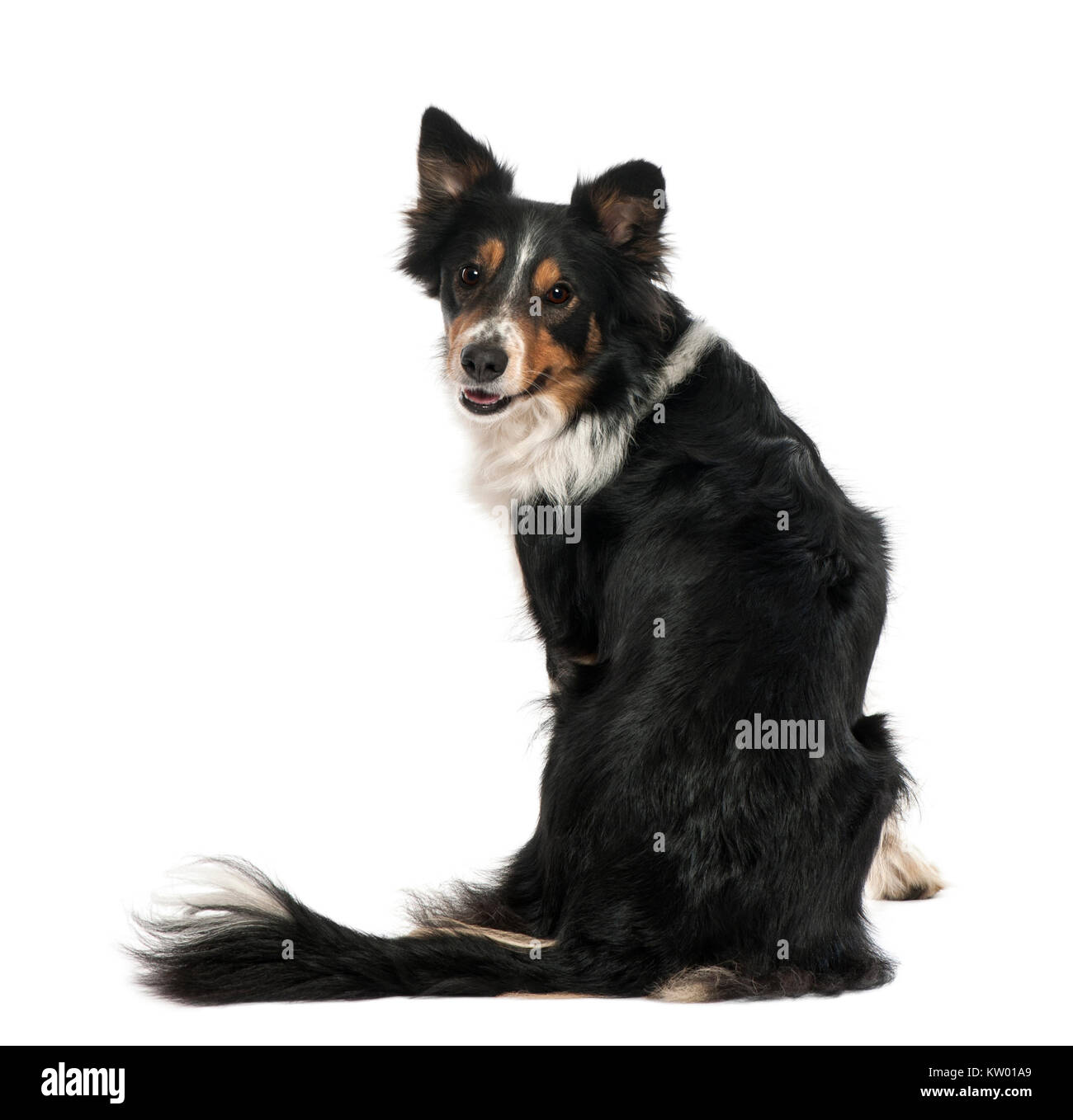 Border collie rear hi-res stock photography and images - Alamy