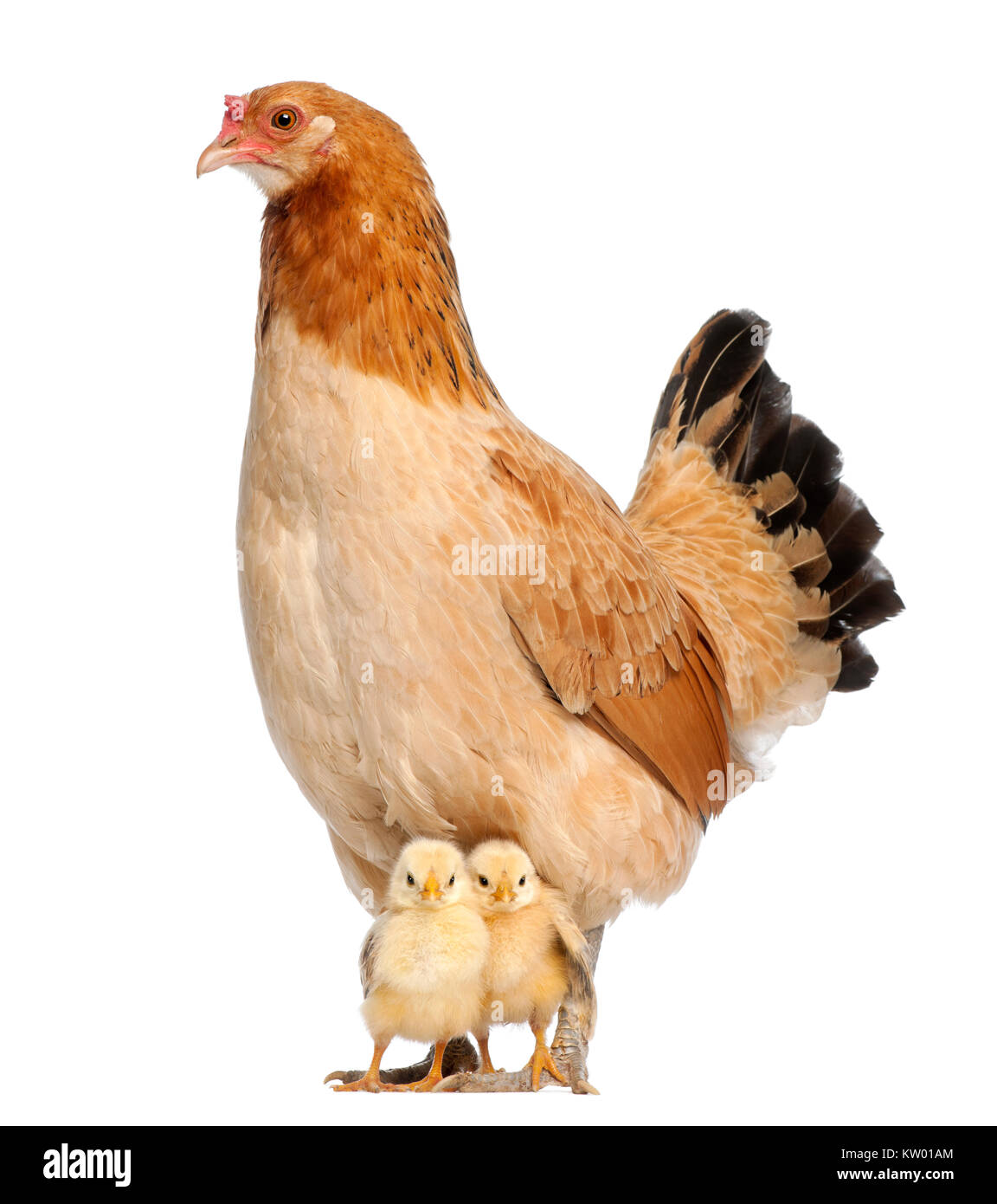 Hen with its chicks Stock Photo - Alamy