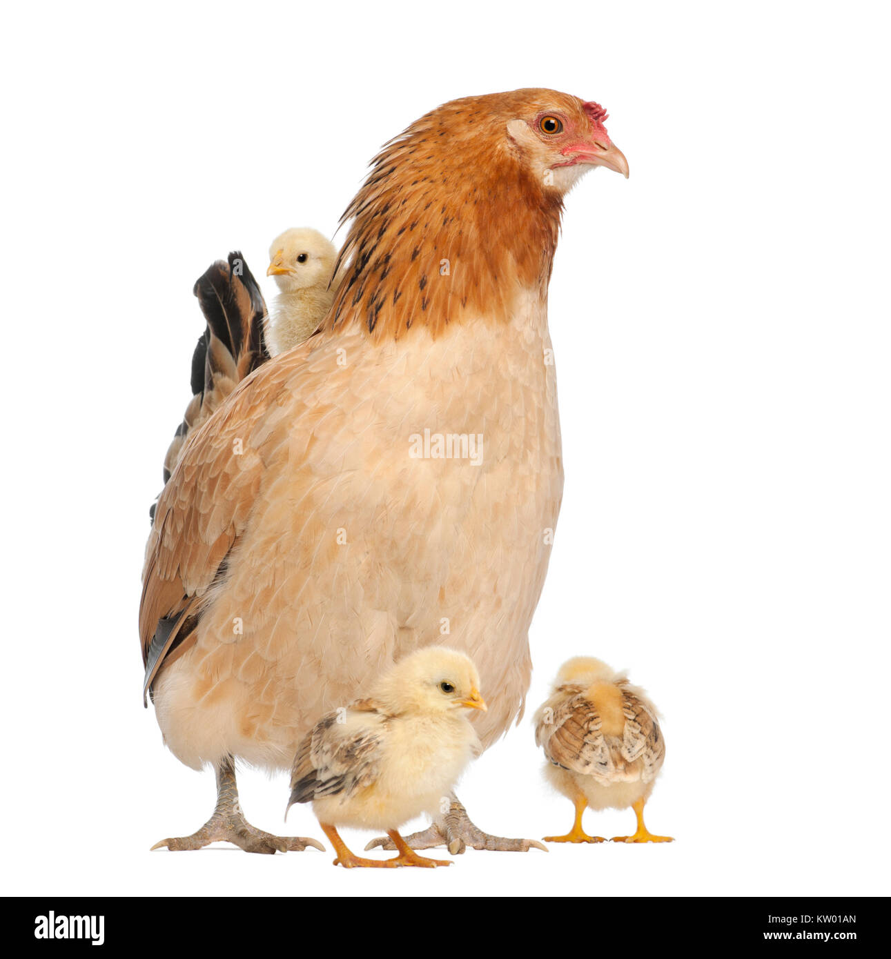 hen with its chicks around her and on its back Stock Photo - Alamy