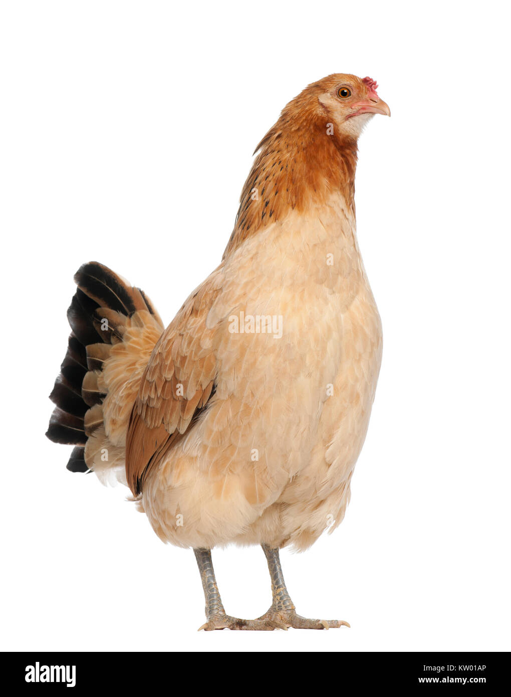 Family hen Cut Out Stock Images & Pictures - Alamy