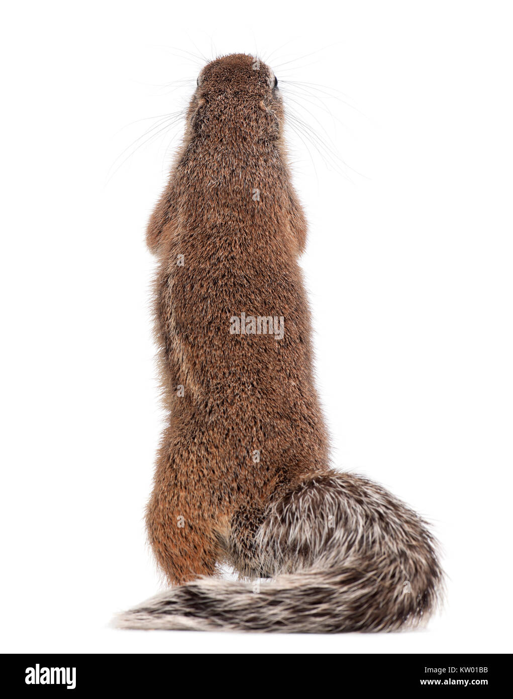 Cape Ground Squirrel, Xerus inauris, standing against white background ...