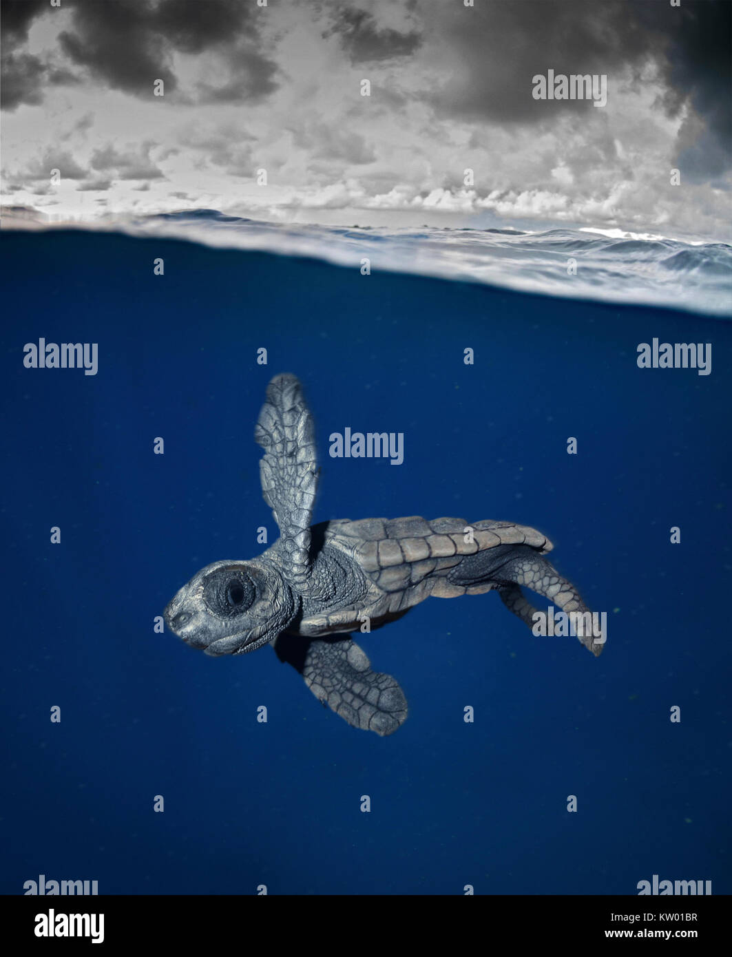 Lute Turtle High Resolution Stock Photography and Images - Alamy