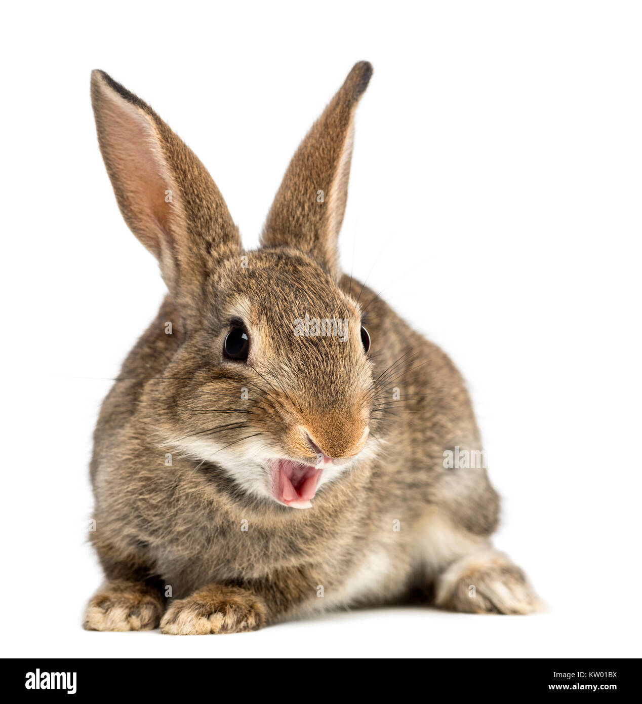 Rabbit tongue hi-res stock photography and images - Alamy