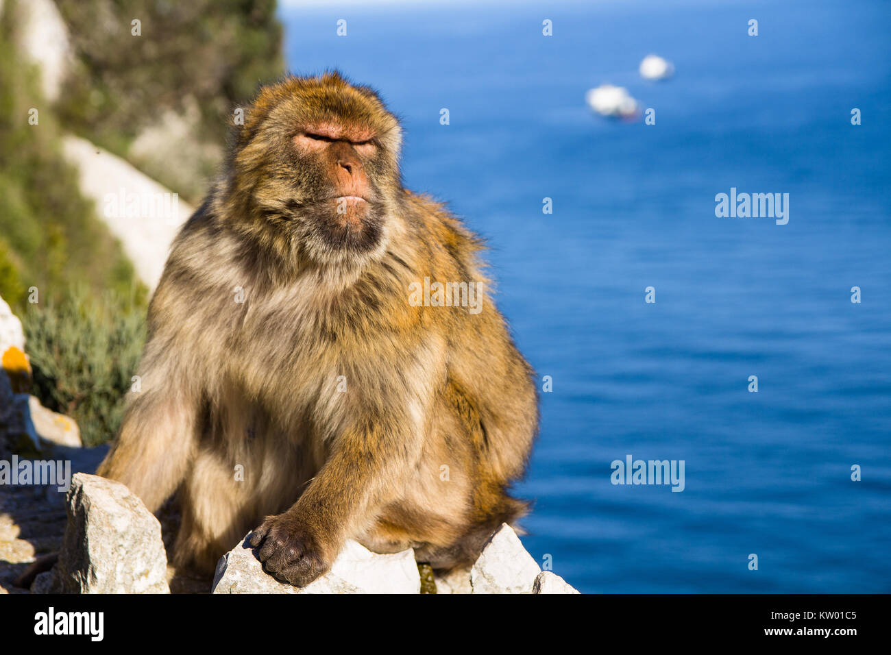 a barbary ape in gibraltar Stock Photo - Alamy