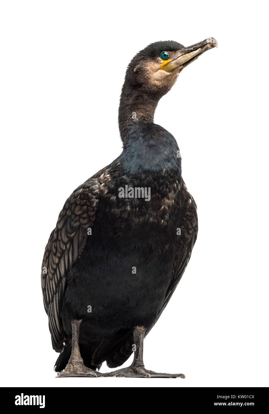 Great Cormorant, Phalacrocorax carbo, also known as the Great Black ...