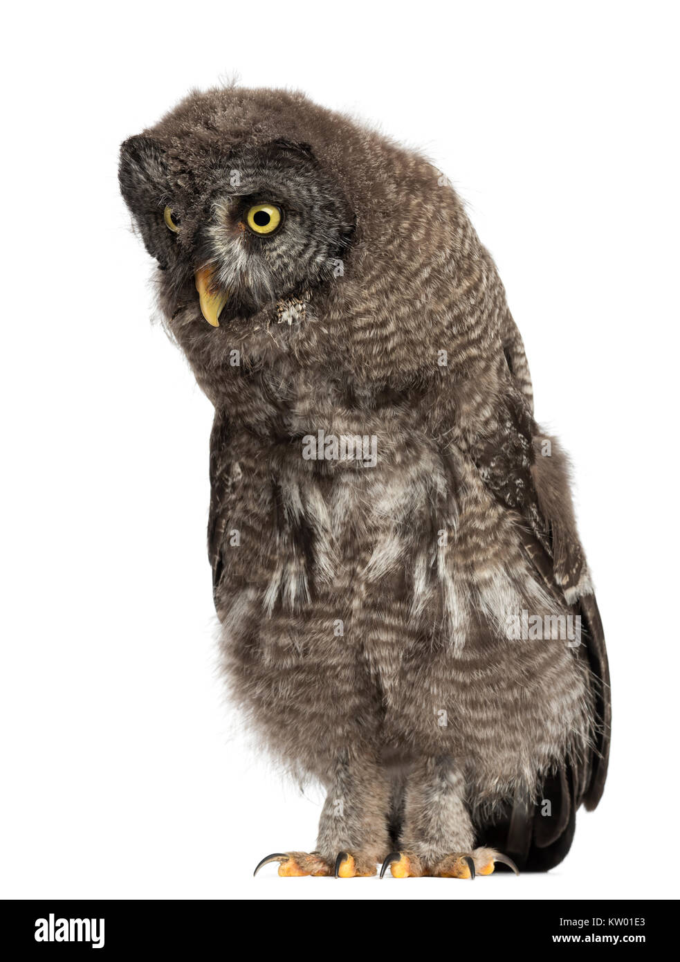 Great Grey Owl or Lapland Owl looking down, Strix nebulosa, 2 months ...