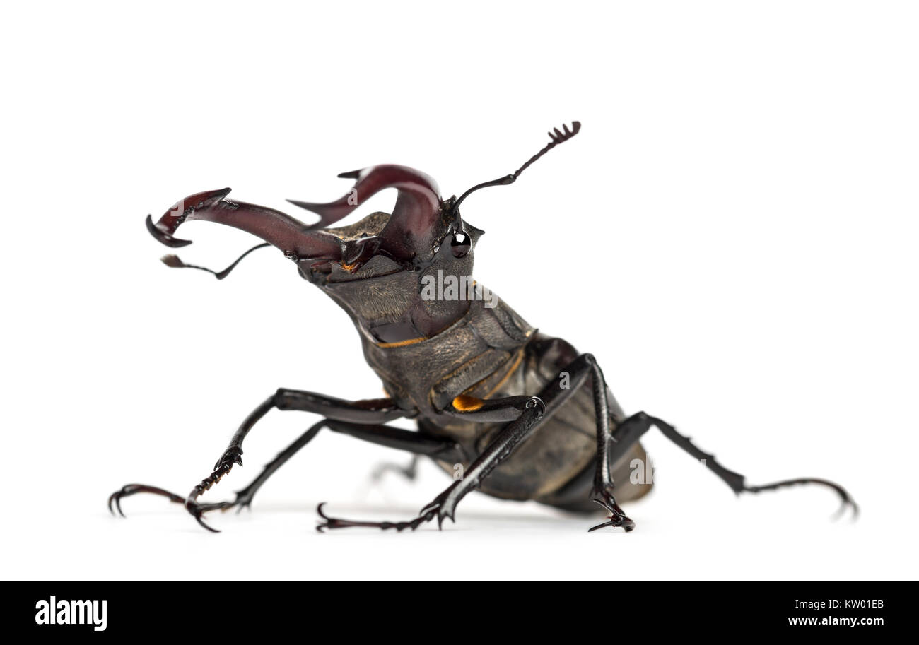 Male stag beetle, Lucanus cervus against white background Stock Photo ...