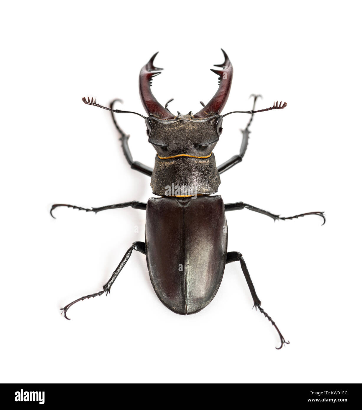 Male stag beetle, Lucanus cervus against white background Stock Photo ...