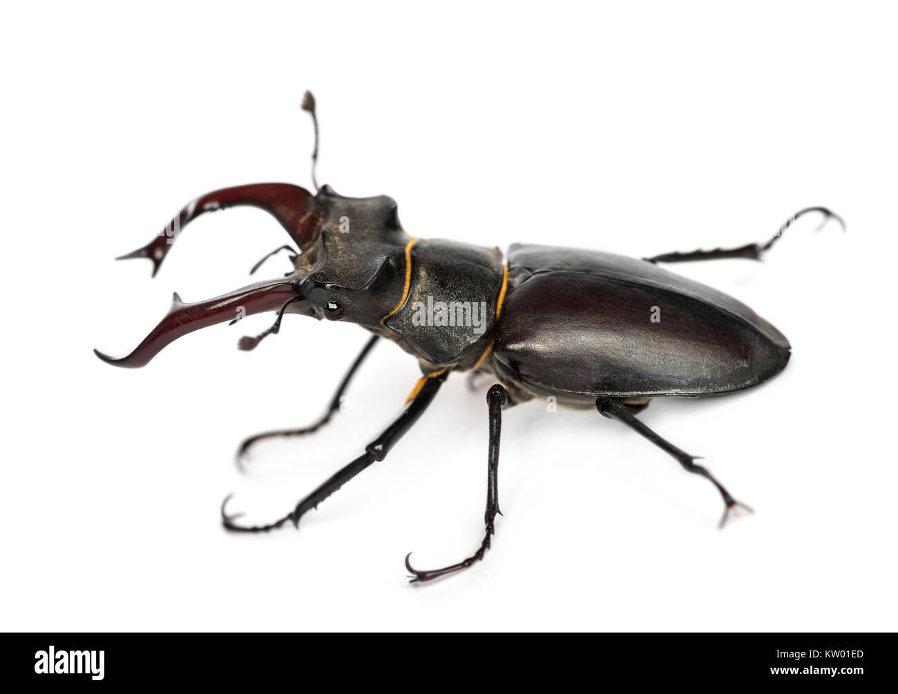 Male stag beetle, Lucanus cervus against white background Stock Photo ...