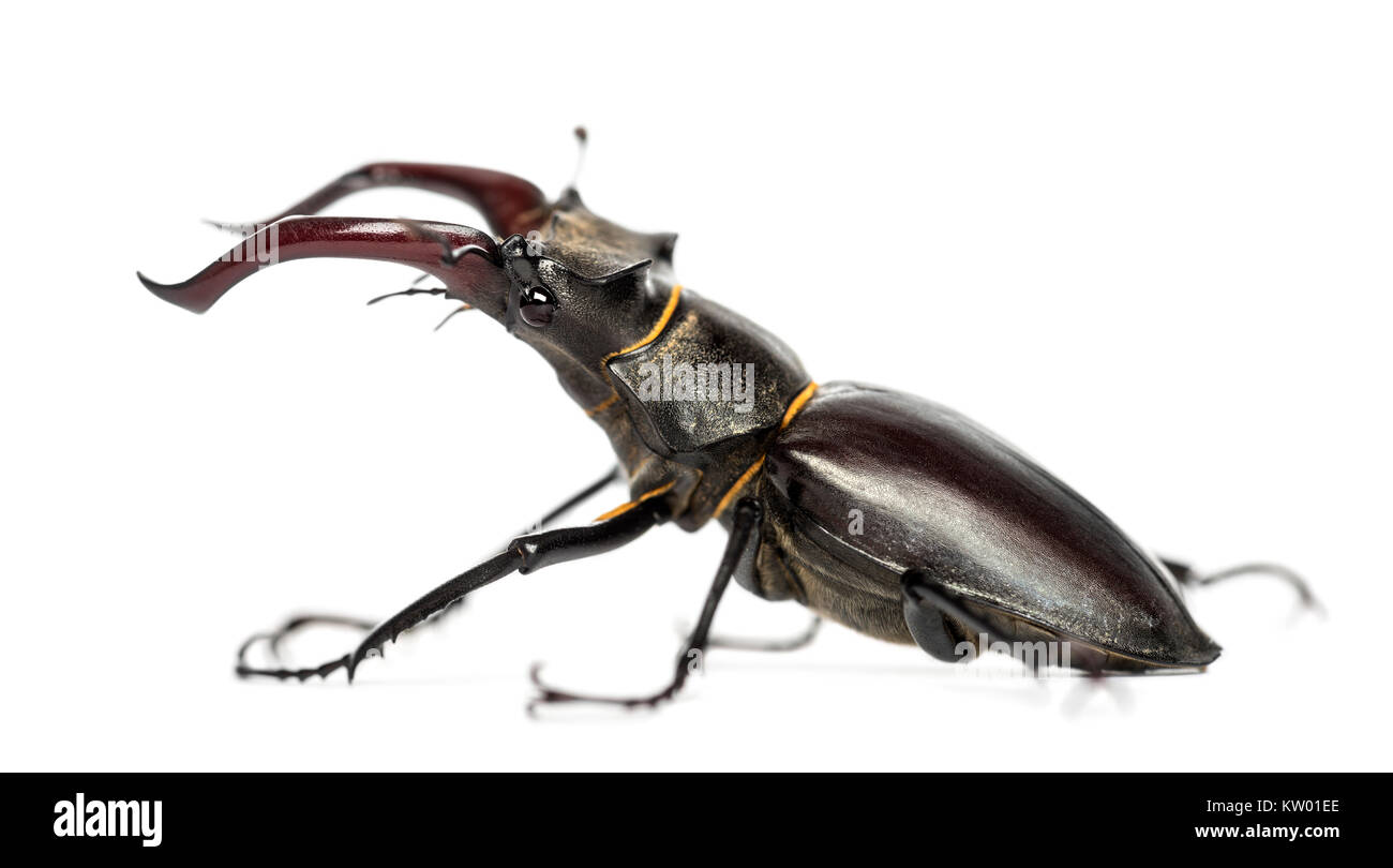 Male stag beetle, Lucanus cervus against white background Stock Photo ...