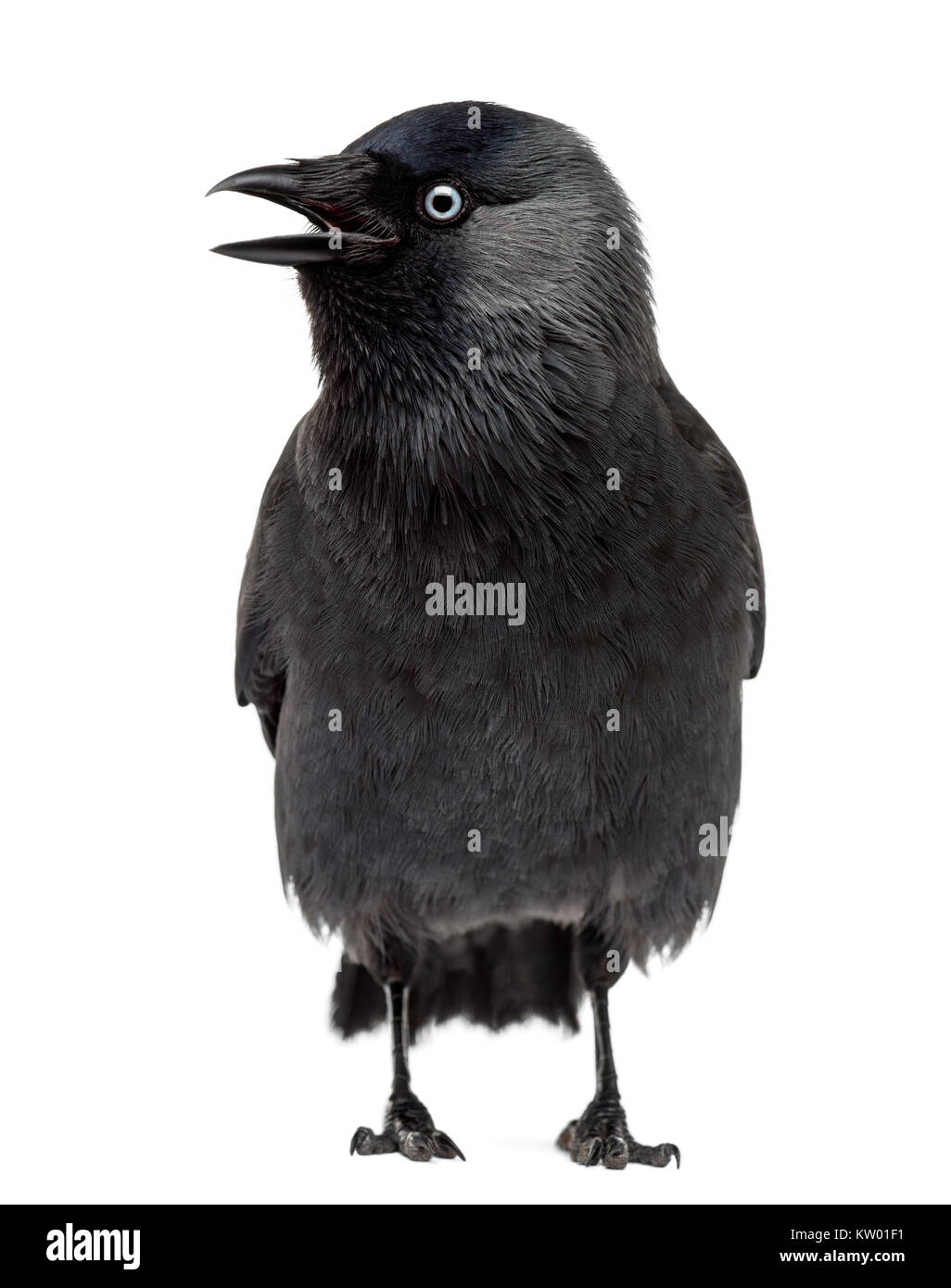 Black beak open Cut Out Stock Images & Pictures - Alamy