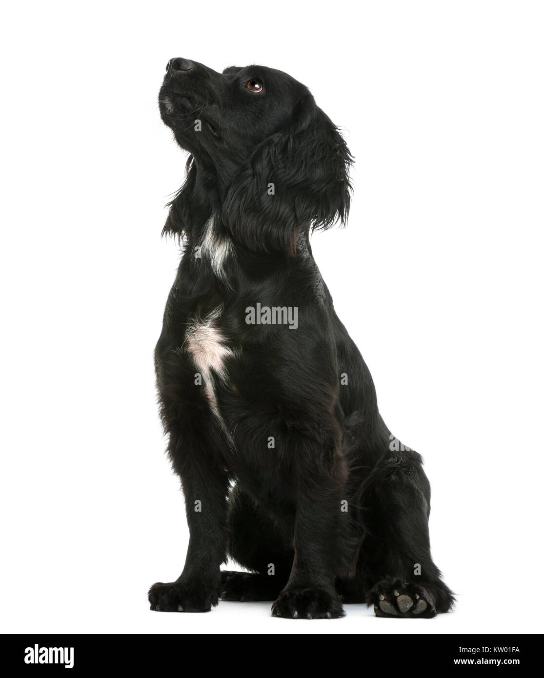 Working cocker spaniel sitting hi-res stock photography and images - Alamy