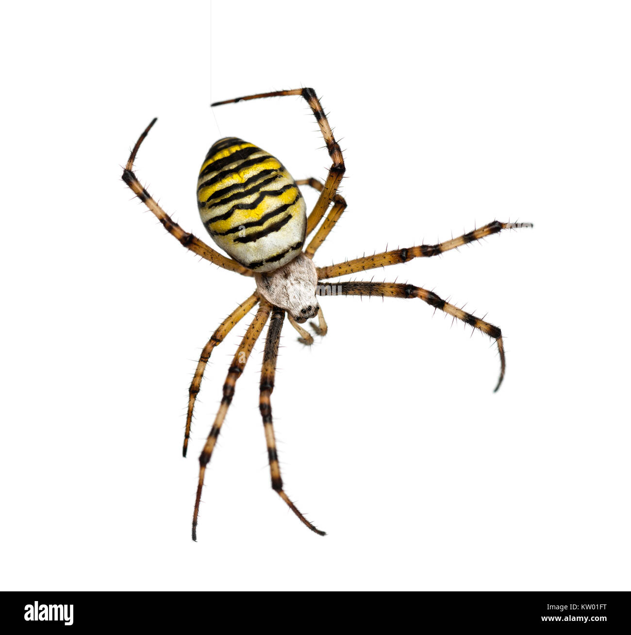 Wasp Spider, Argiope bruennichi, hanging on silk against white ...