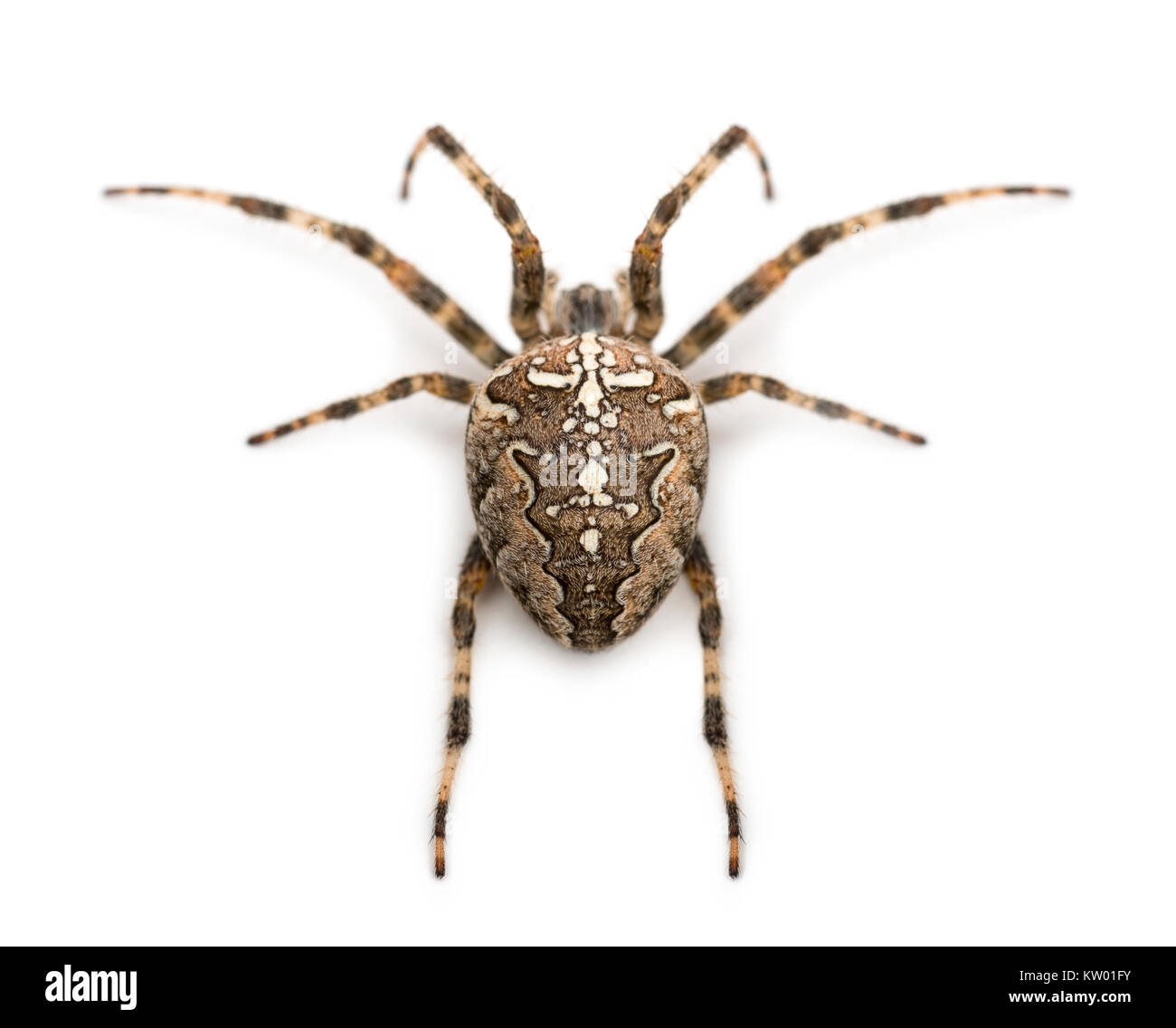 Spider rear view Cut Out Stock Images & Pictures - Alamy