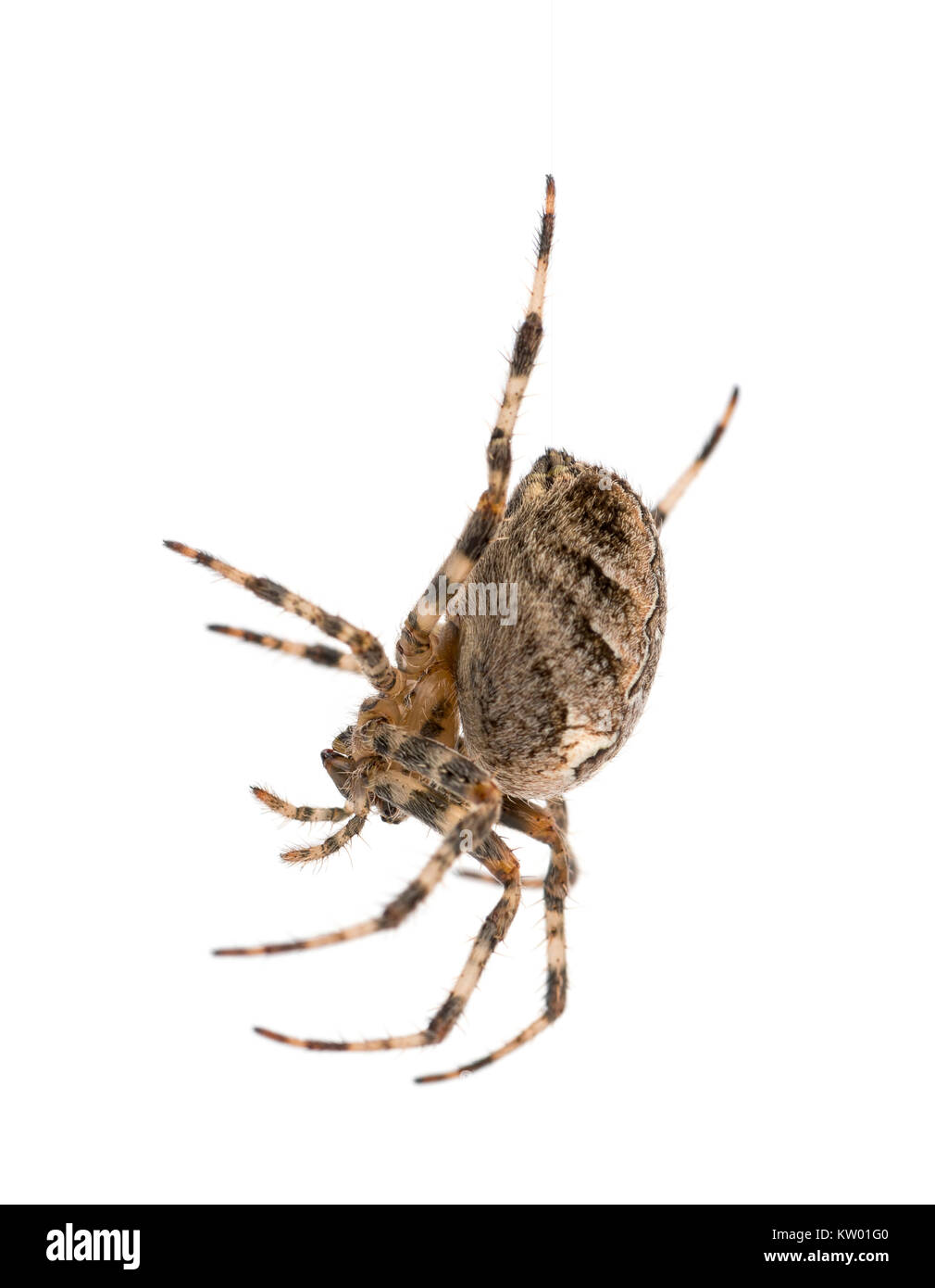 European garden spider, Araneus diadematus, hanging on silk string ...