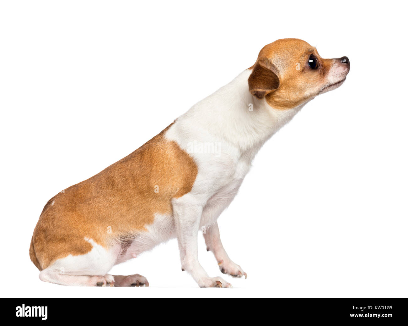 Side view of Chihuahua, 4 years old, sitting and looking up against ...