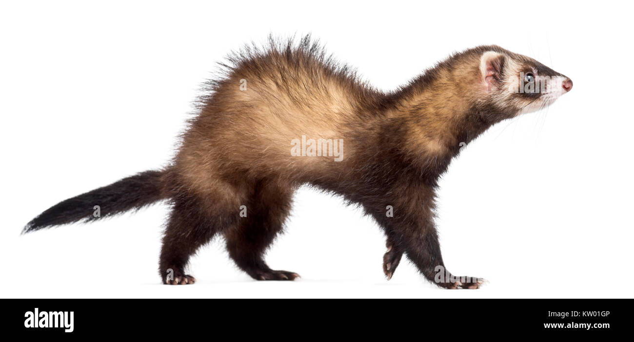 Side view of Ferret, 7 months old, walking against white background ...