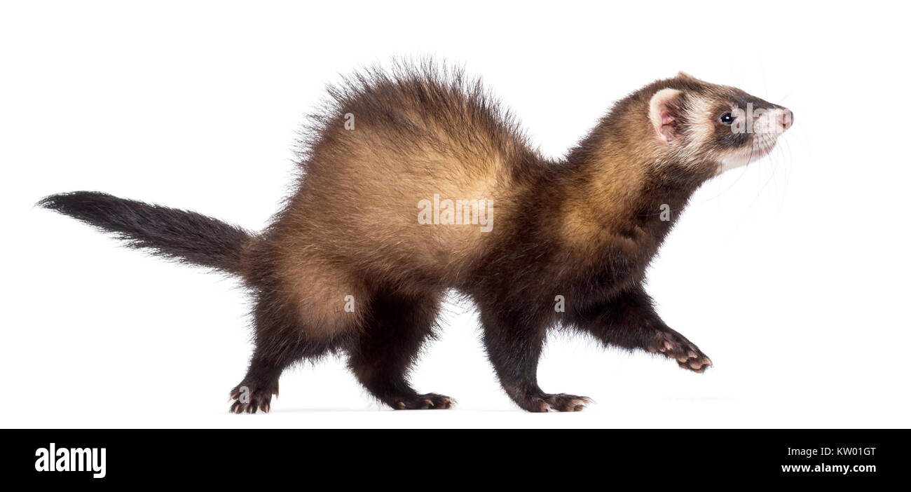 Side view of Ferret, 7 months old, walking against white background ...