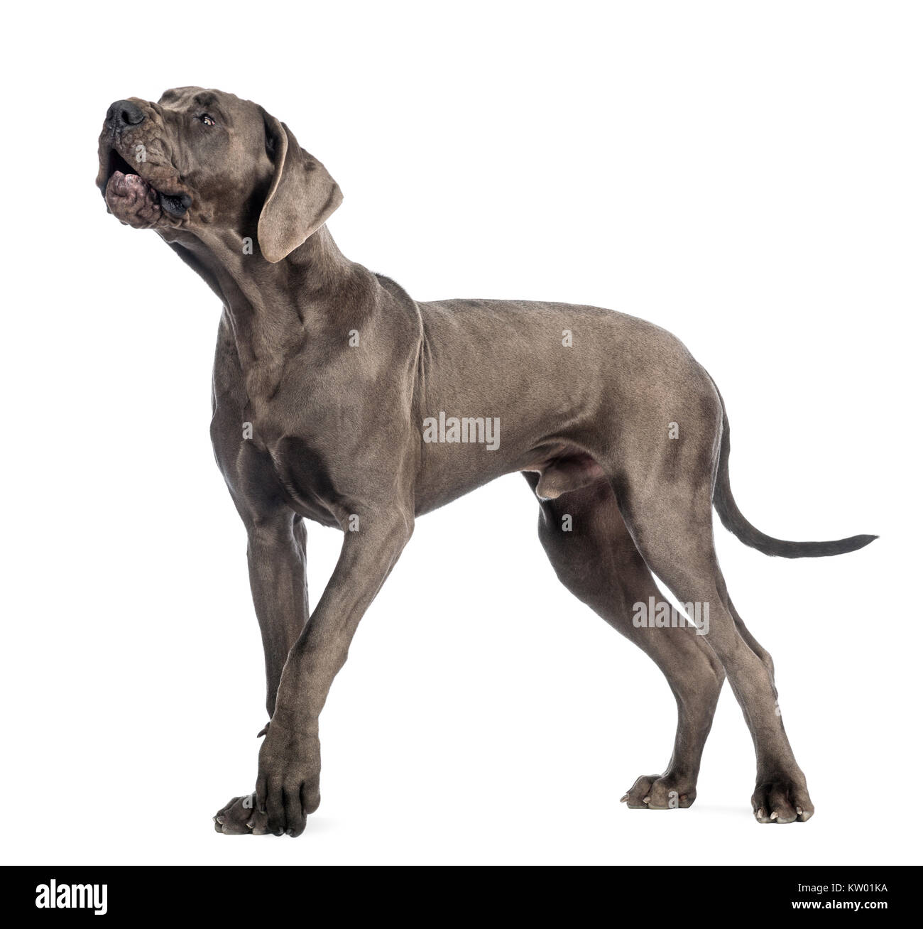 Side view of a Great Dane, 10 months old, barking in front of white ...