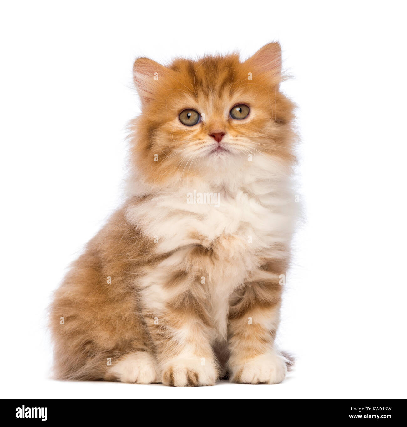 British Longhair kitten, 2 months old, sitting and looking at the ...