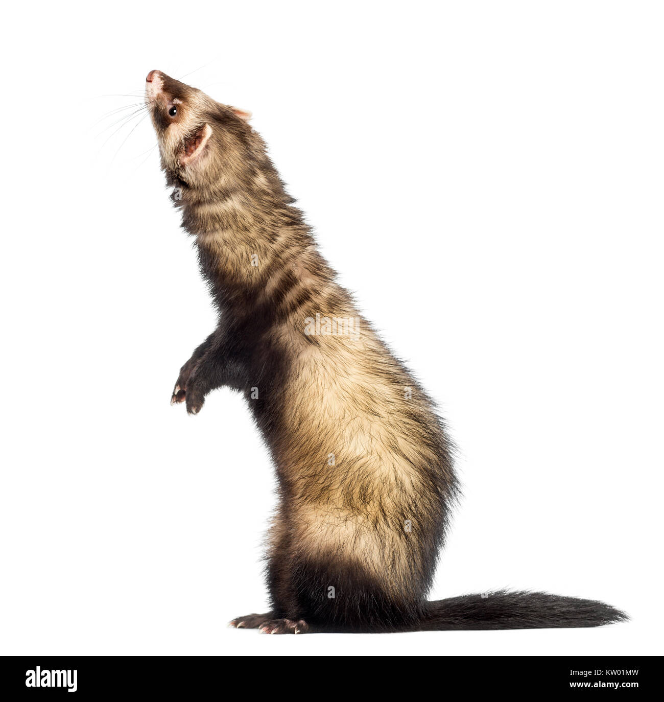 Ferret (9 months old) standing on hind legs and looking up Stock Photo ...