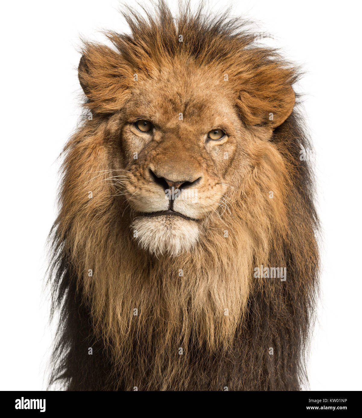 Close-up of a Lion facing, Panthera Leo, 10 years old, isolated on ...