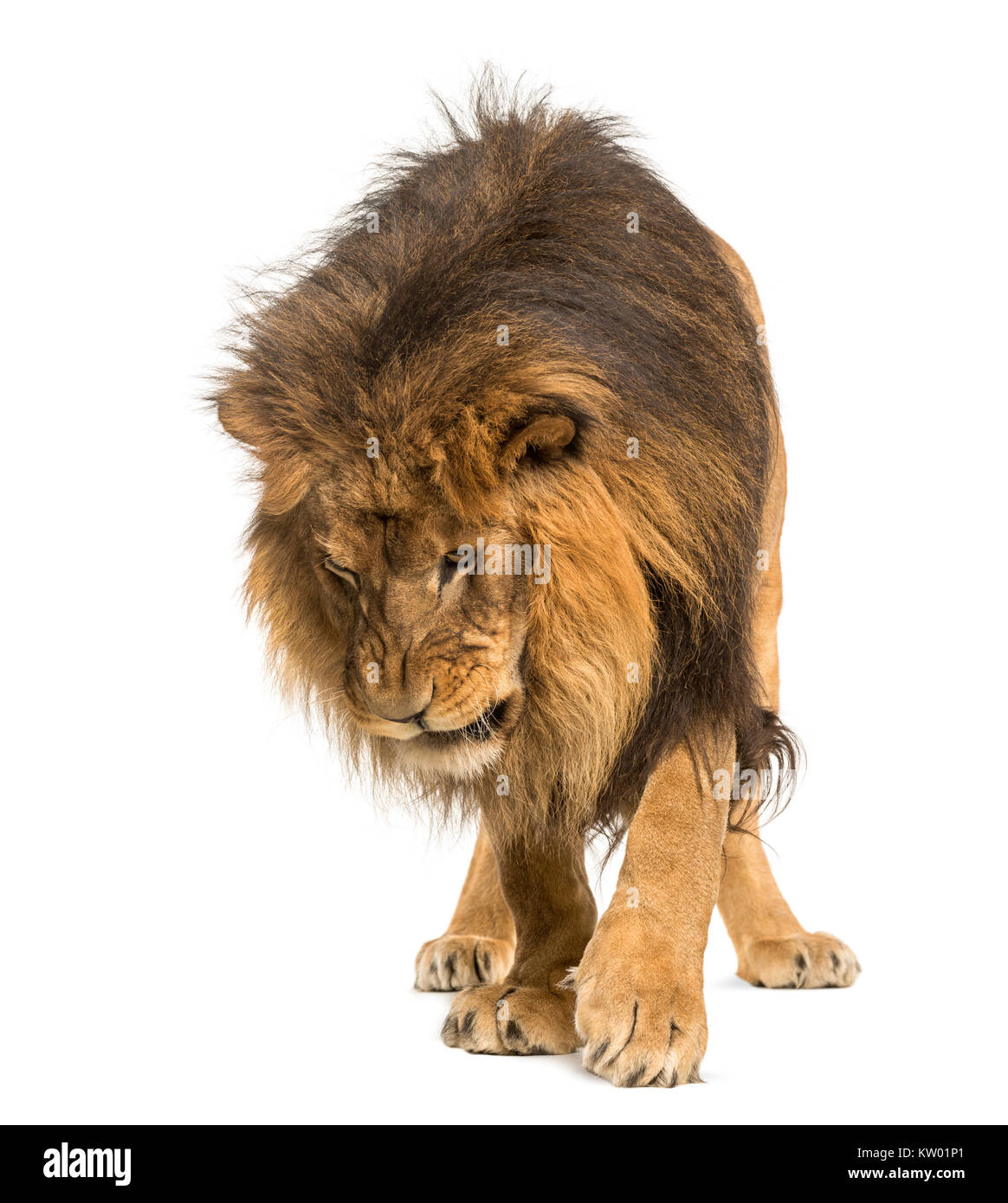 Lion on alert hi-res stock photography and images - Alamy