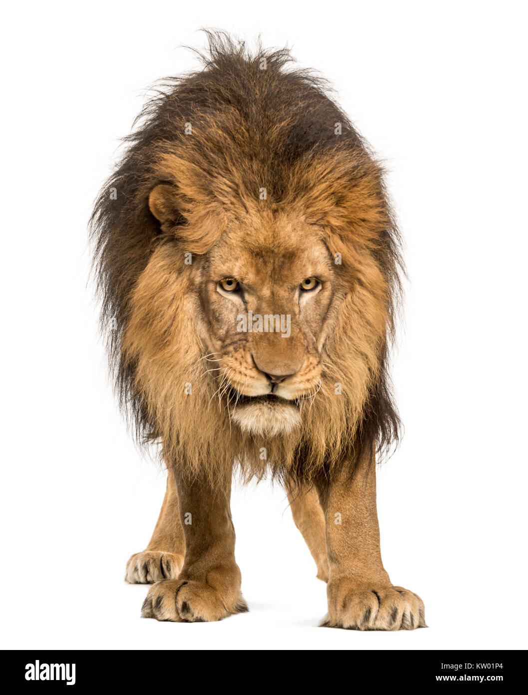 Lion standing, looking down, Panthera Leo, 10 years old, isolated on ...