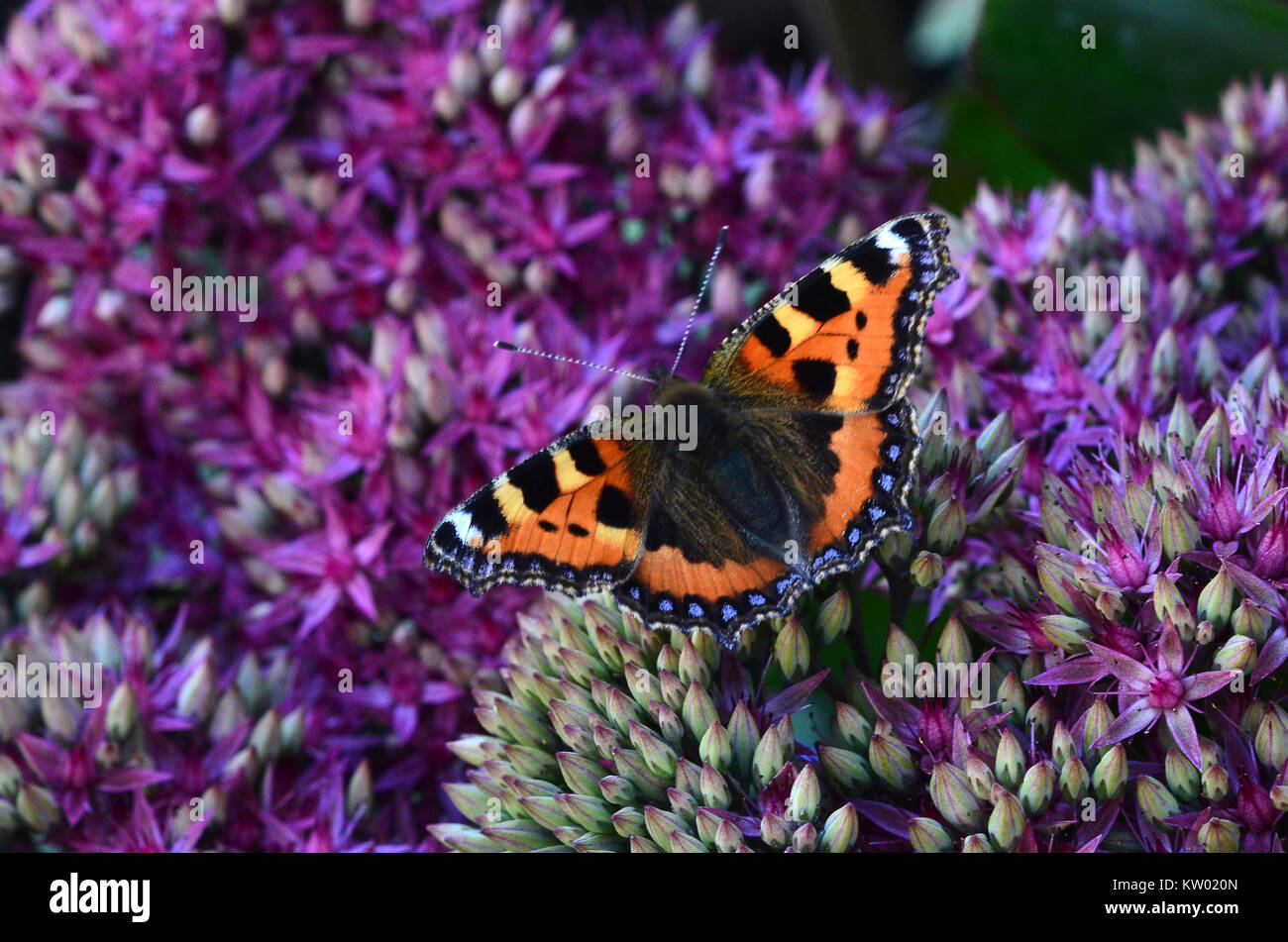 small tortoiseshell butterfly Stock Photo - Alamy