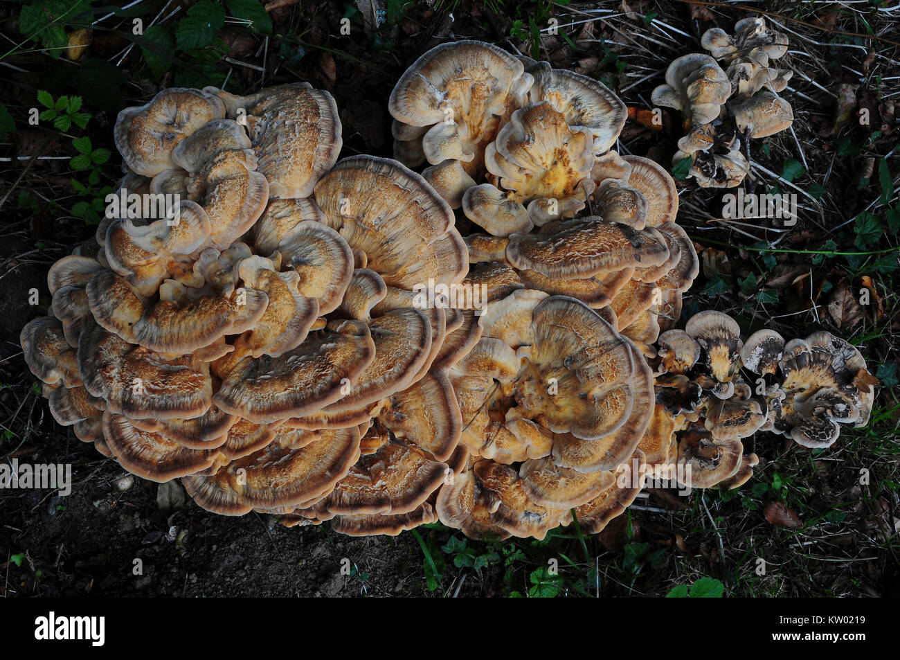 Fruiting body of the fungus hi-res stock photography and images - Alamy
