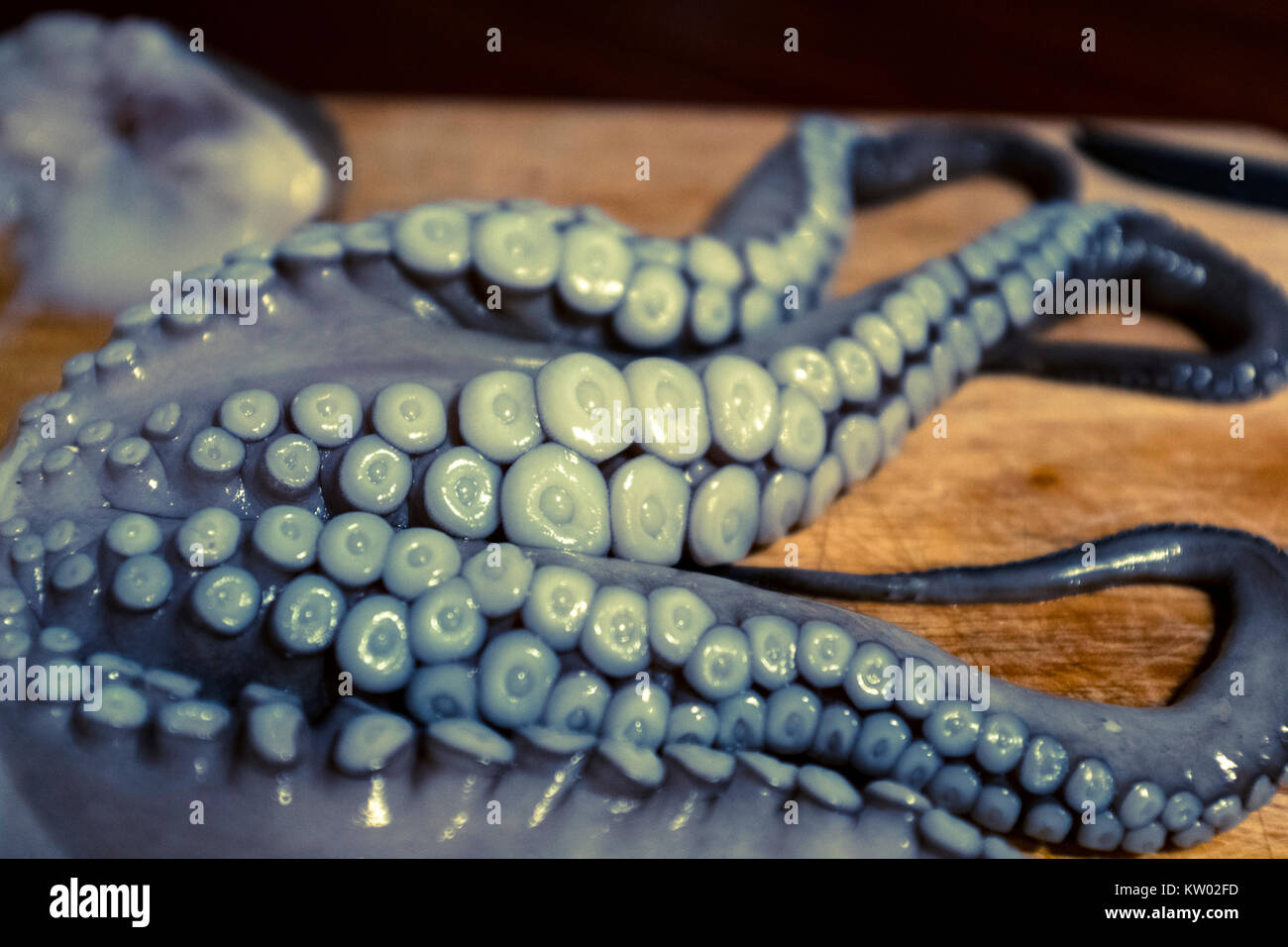 Cross-processed picture of an octopus Stock Photo - Alamy