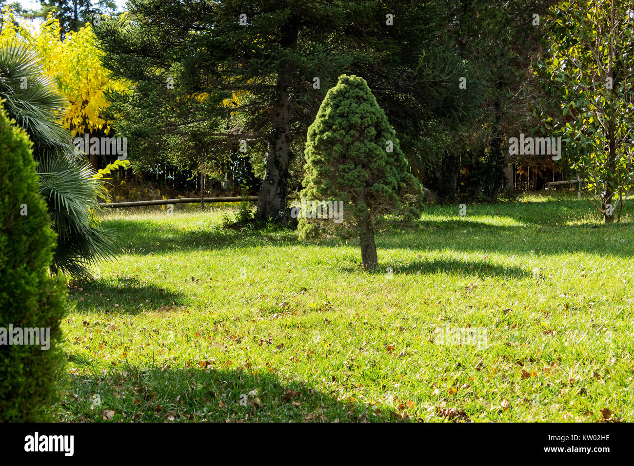 View fresh green grass trees hi-res stock photography and images - Alamy