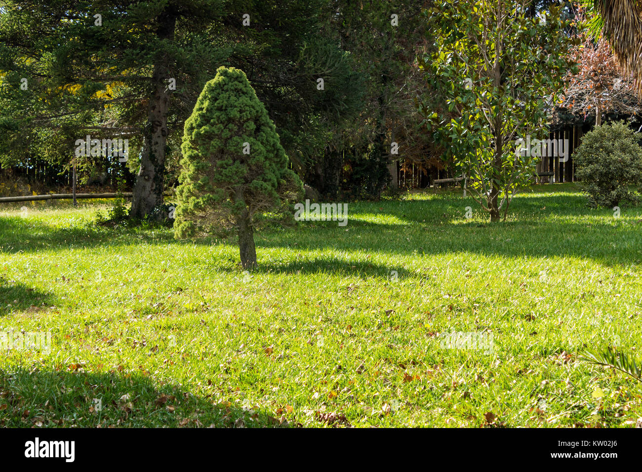 View fresh green grass trees hi-res stock photography and images - Alamy