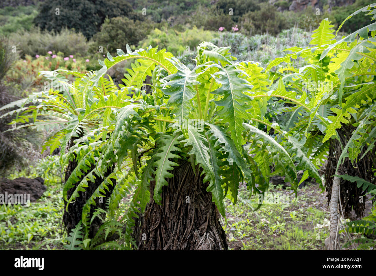 Flora of Gran Canaria - flowering endemic Sonchus canariensis, tree ...