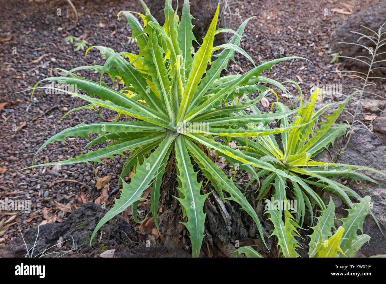 Flora of Gran Canaria - flowering endemic Sonchus canariensis, tree ...