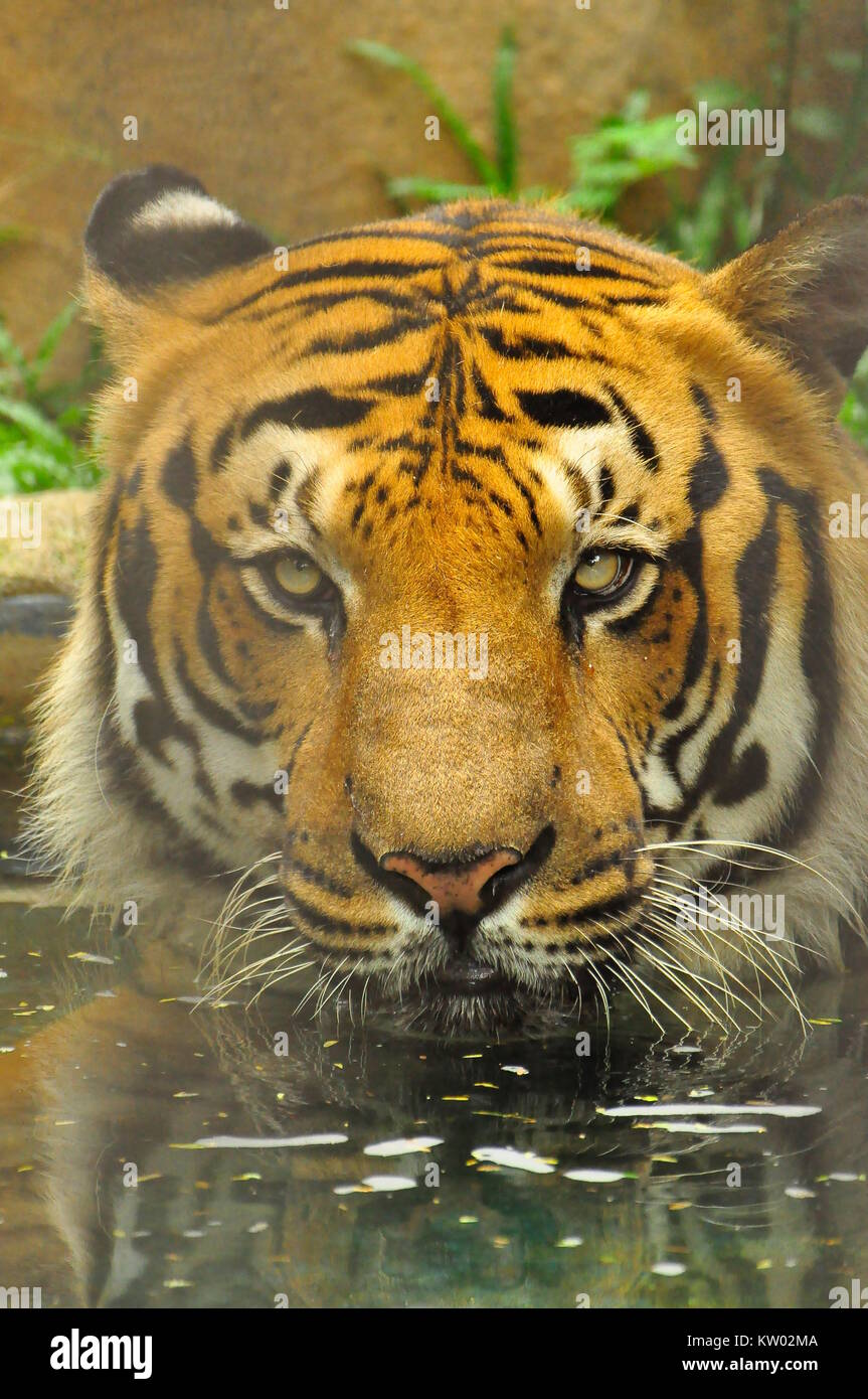 Indian tiger close up Stock Photo - Alamy