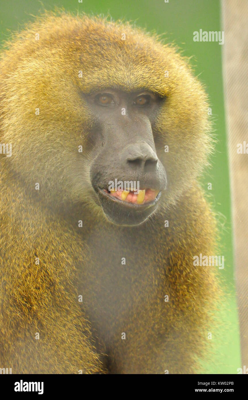 African baboon close up Stock Photo - Alamy