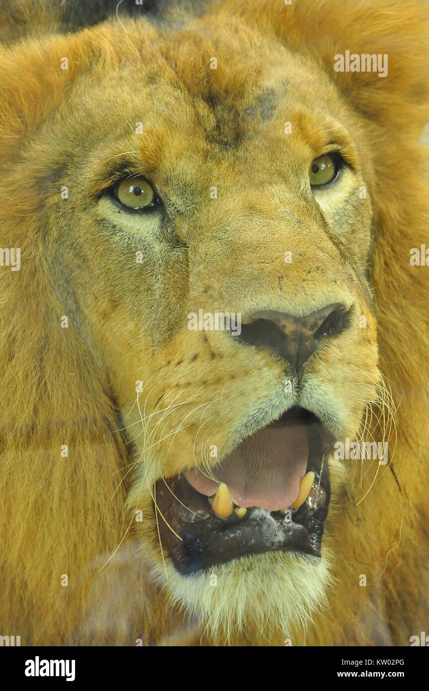 Lion Canines Stock Photos & Lion Canines Stock Images - Alamy