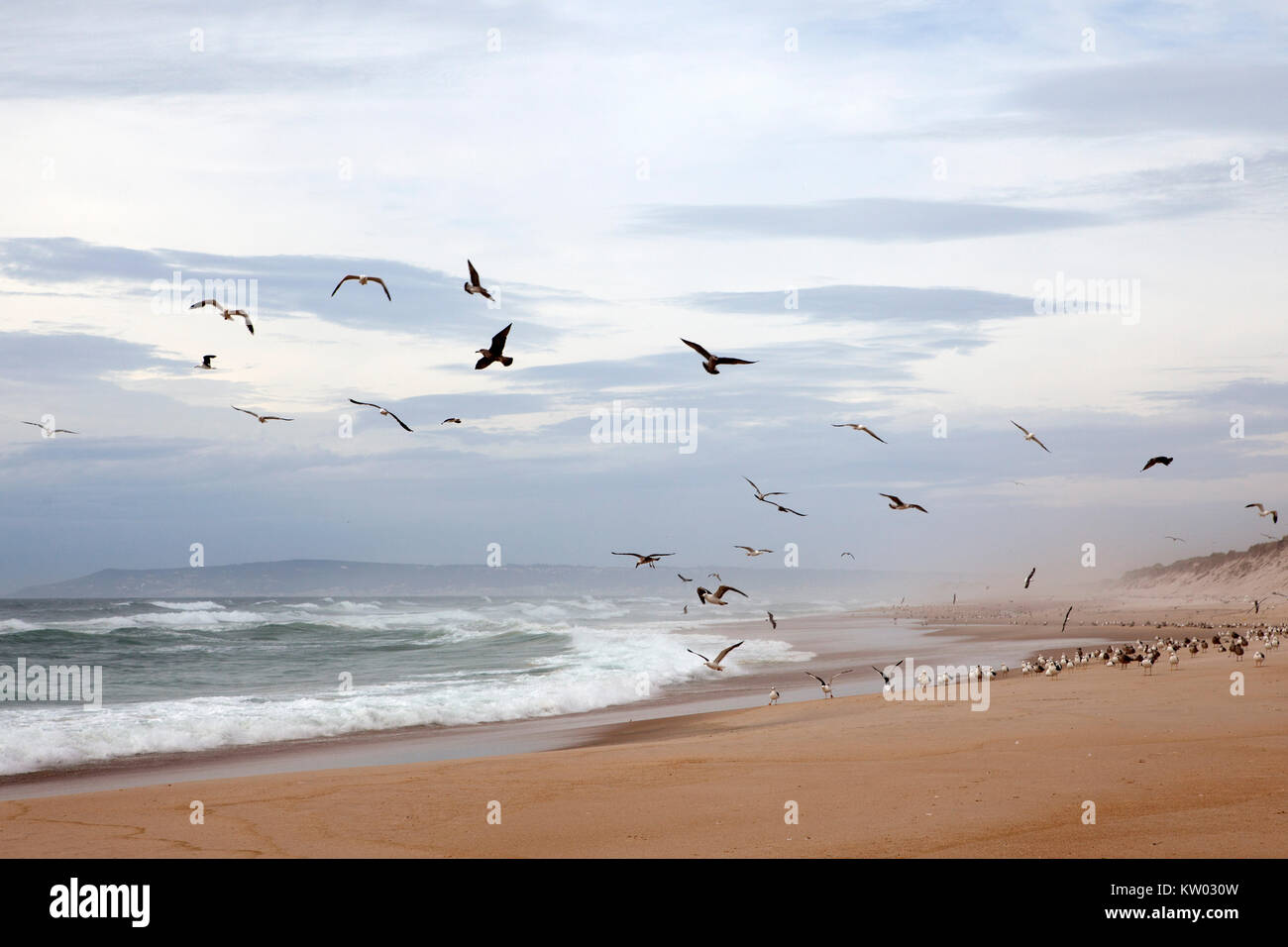 Atlantic ocean birds hi-res stock photography and images - Alamy