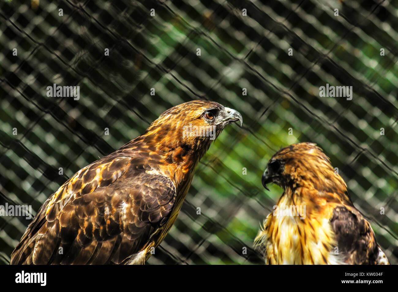 Two red-tailed hawks (Buteo jamaicansis) in an enclosure at the Western ...