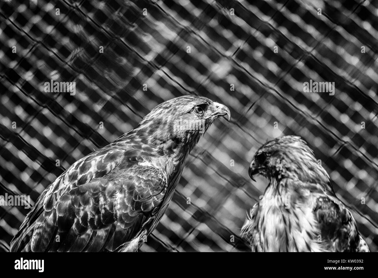 Two red-tailed hawks (Buteo jamaicansis) in an enclosure at the Western ...