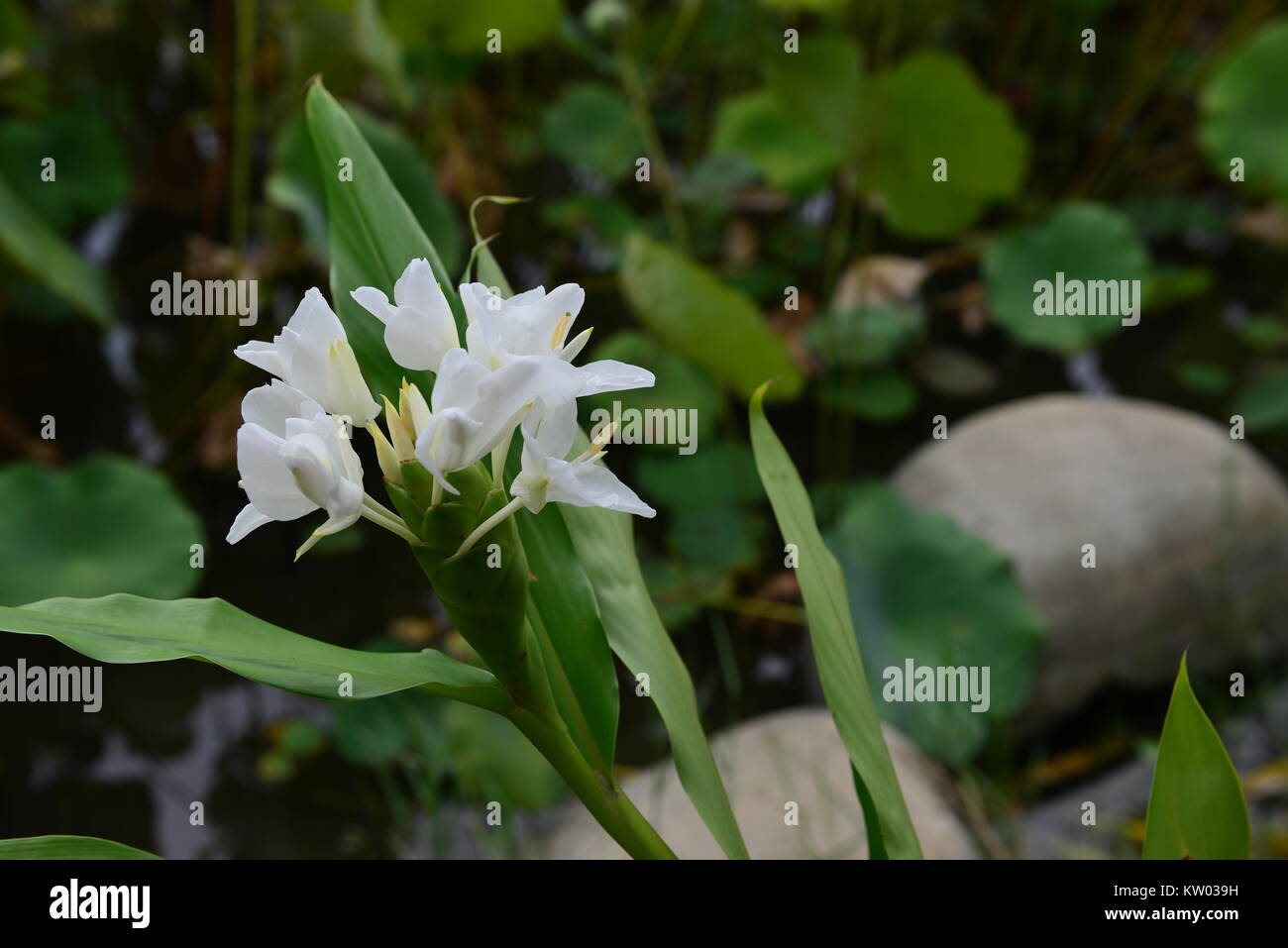 Love everything, life is everything Stock Photo - Alamy