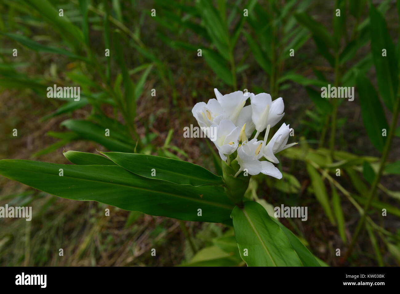 Love everything, life is everything Stock Photo - Alamy