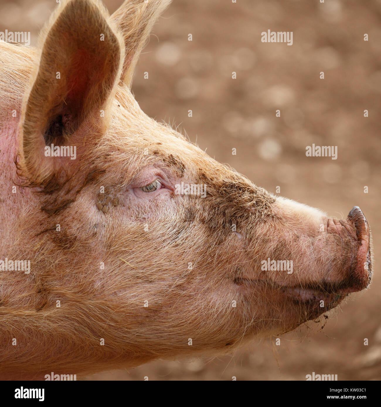 Pigs eyes hi-res stock photography and images - Alamy