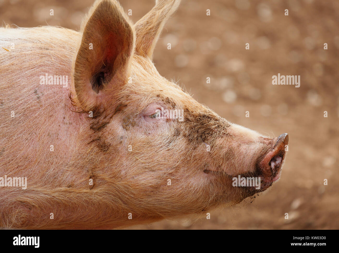 Pig face close up High Resolution Stock Photography and Images - Alamy