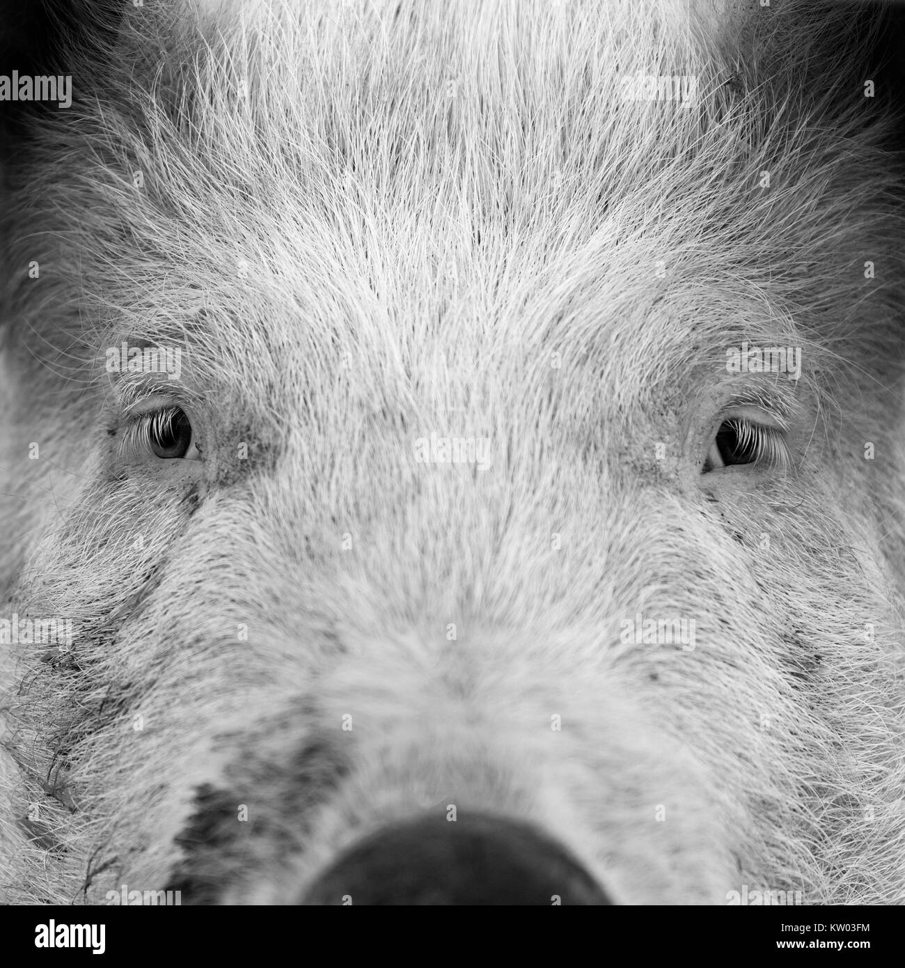 Pig close up pigs face Black and White Stock Photos & Images - Alamy