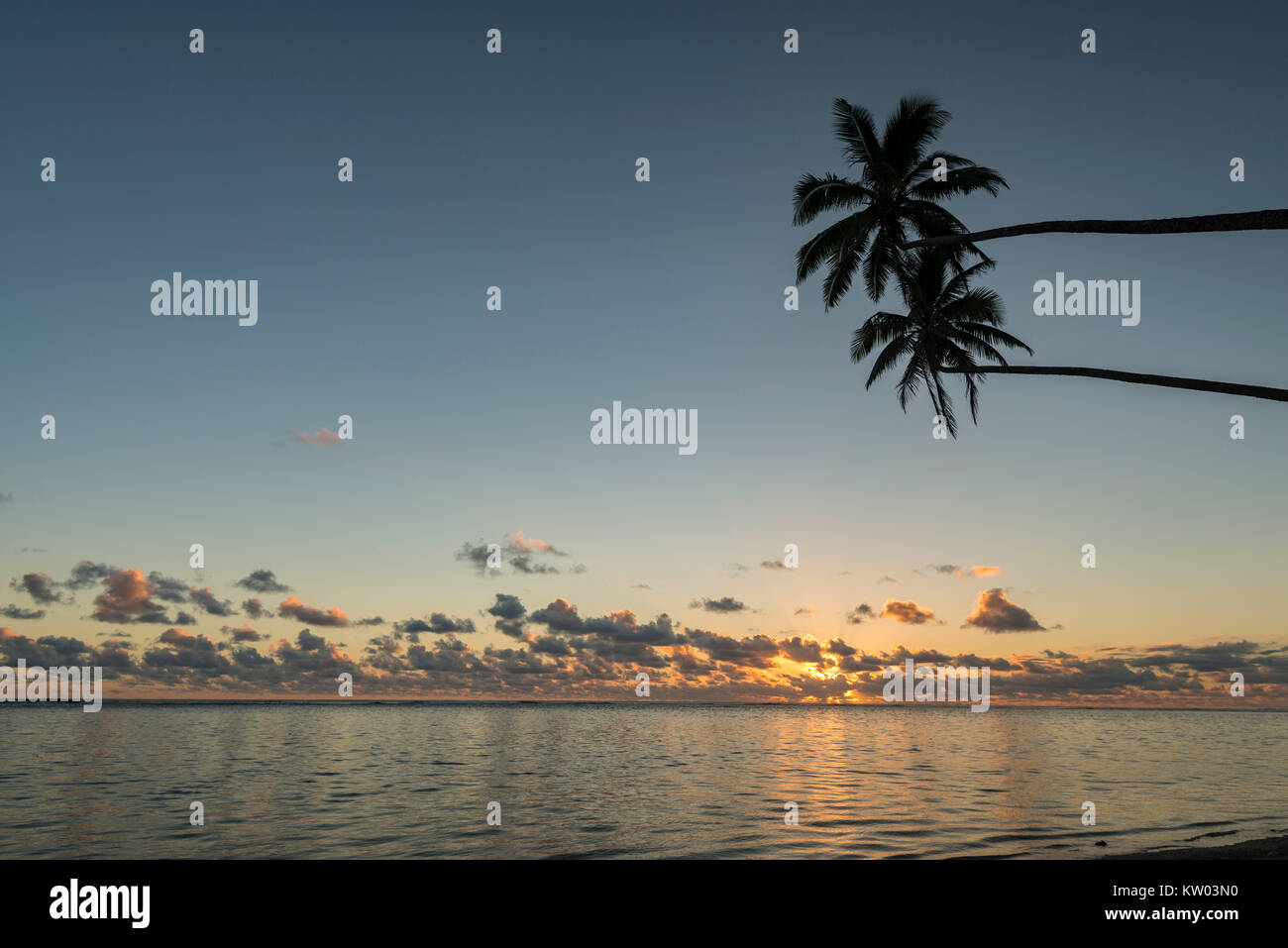 Two palm trees at sunset, Cook Islands Stock Photo - Alamy