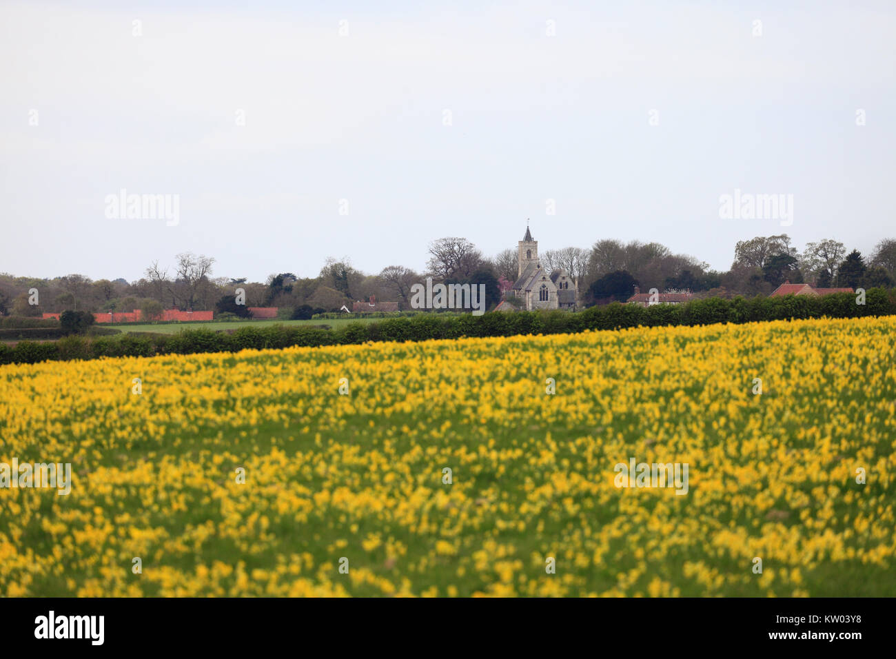 The Norfolk village of Ringstead with a field of oil seed rape Stock ...