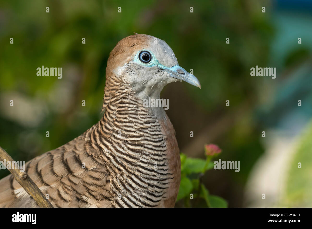 Peaceful dove geopelia striata hi-res stock photography and images - Alamy