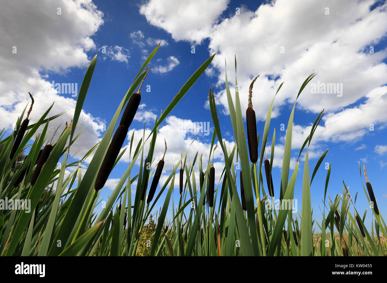 Bull rushes hi-res stock photography and images - Alamy